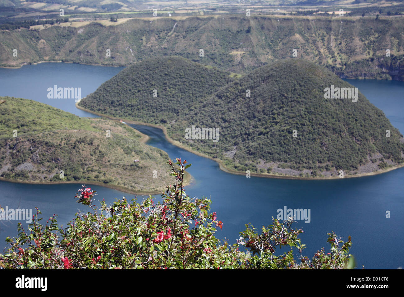 Channel islands island wild flowers hi-res stock photography and images ...