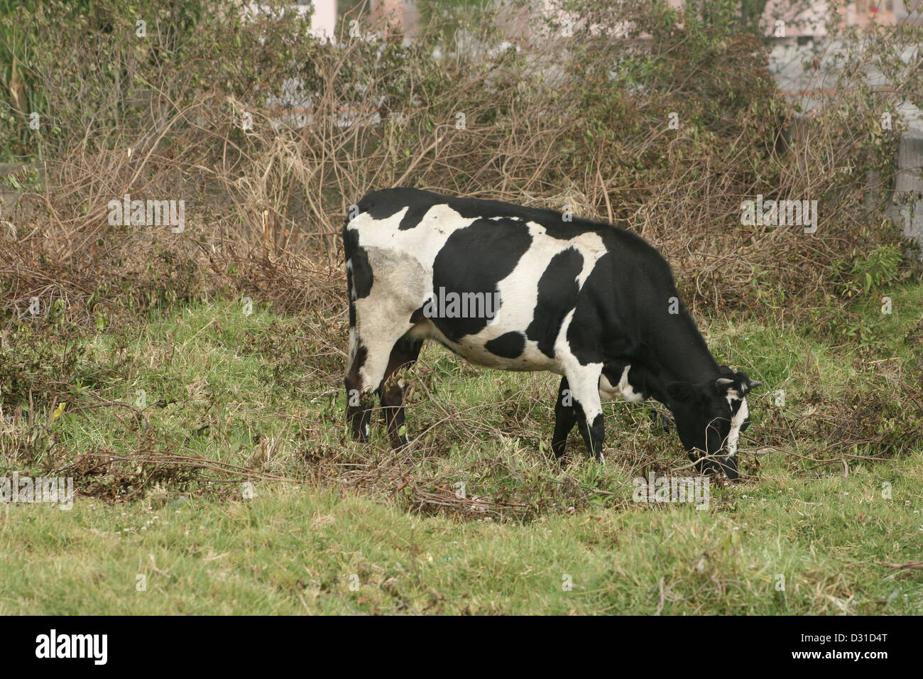 A Hershey Cow feeding in a farmers pasture in Cotacachi, Ecuador Stock ...