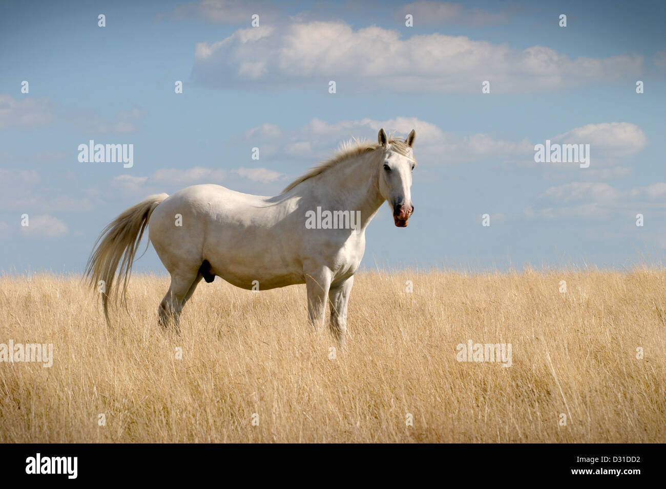 White stallion portrait hi-res stock photography and images - Alamy