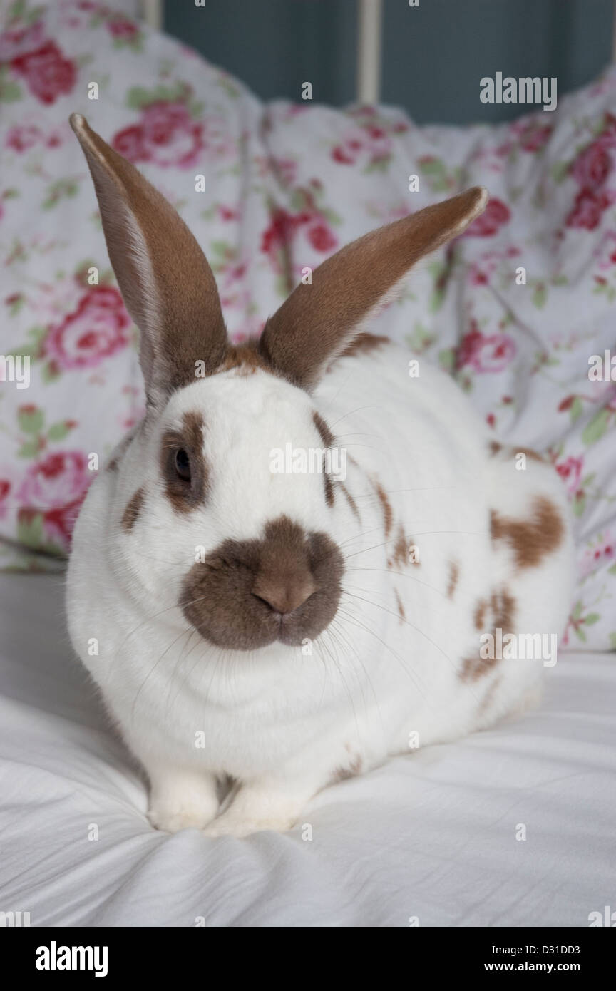 English Spot Rabbit Personality 20 English Spot Rabbit ,,,,,love These