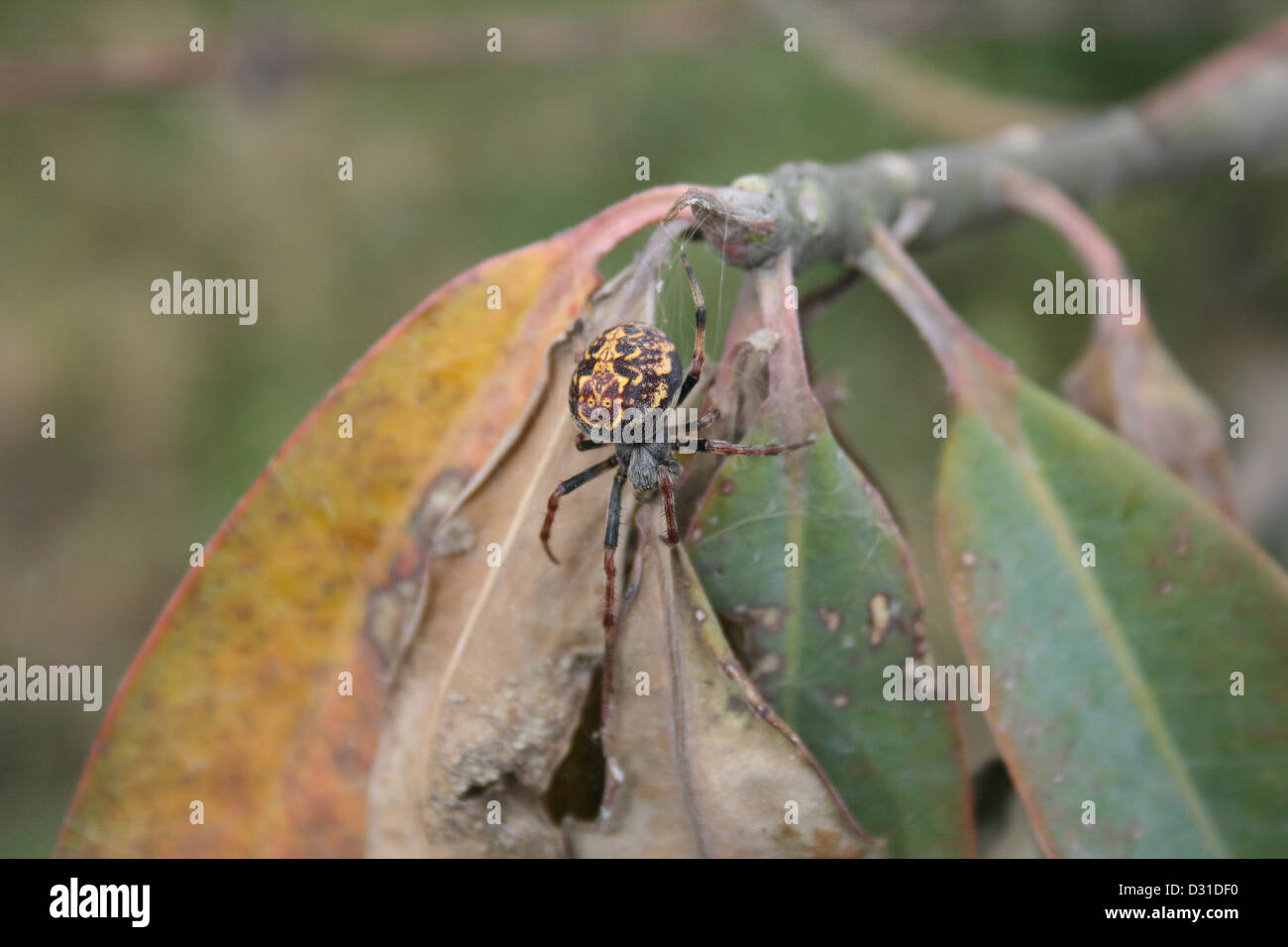 An Orb Weaver Spider walking on a leaf on a tree in Cotacachi, Ecuador ...