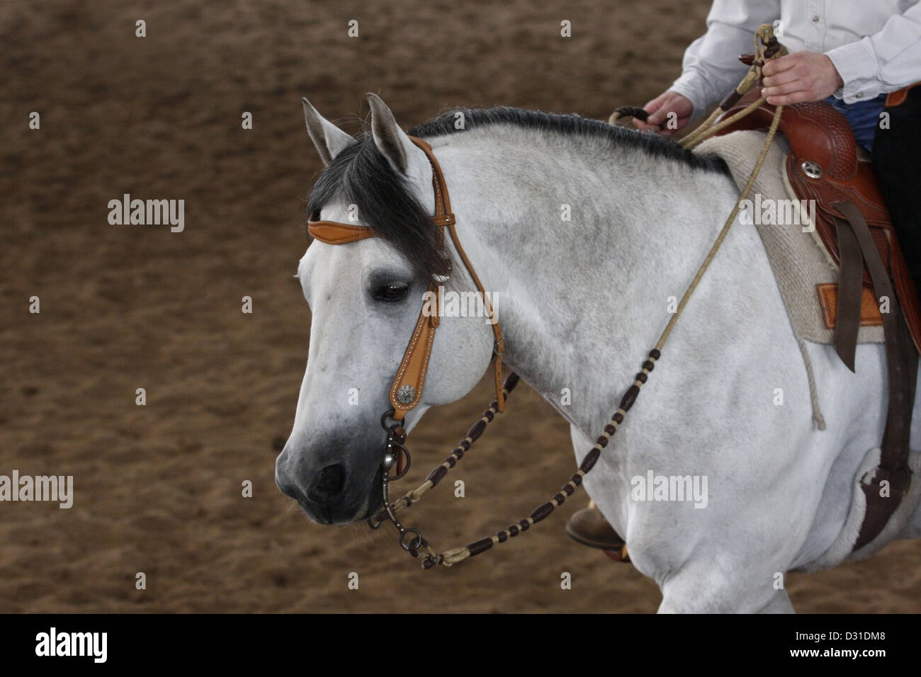 American quarterhorse hi-res stock photography and images - Alamy