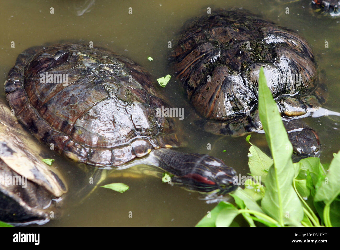 Feb. 6, 2013 - Batam, Kepulauan Riau, Indonesia - Green turtles or ...