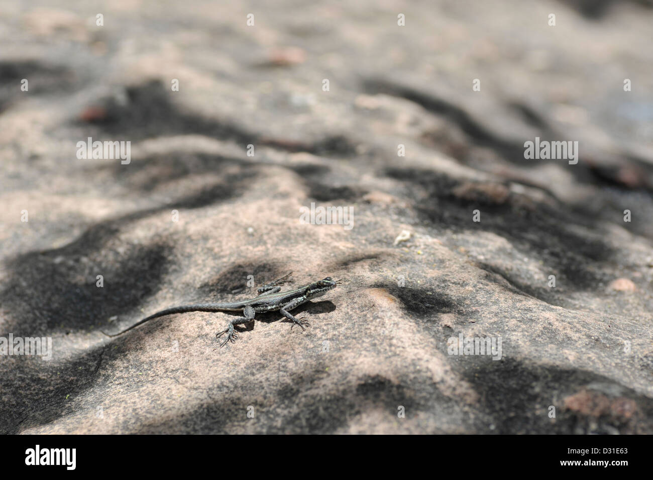 Little lizard hi-res stock photography and images - Alamy