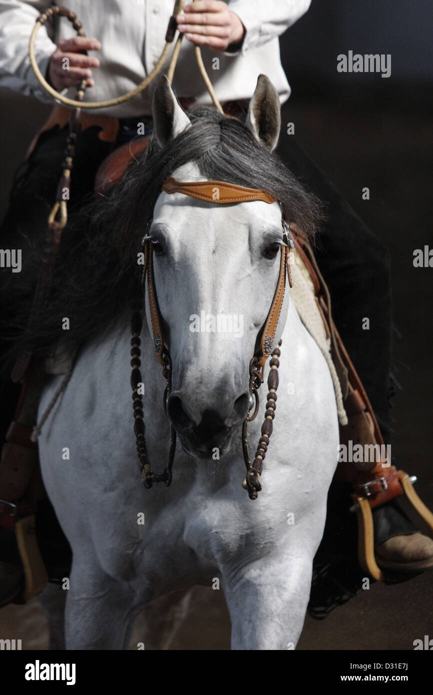 American quarterhorse hi-res stock photography and images - Alamy