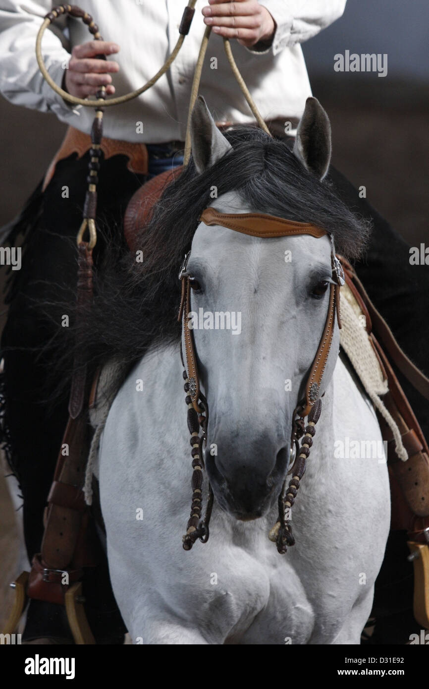 American quarterhorse hi-res stock photography and images - Alamy