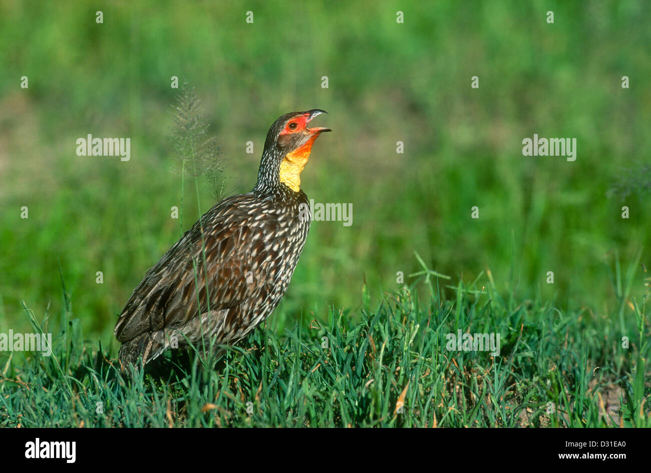 Yellow-necked spurfowl, Francolinus leucoscepus, Tarangire, Tanzania ...