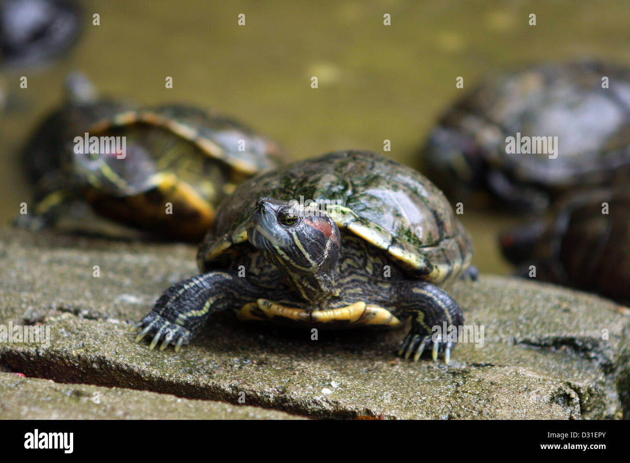 Feb. 6, 2013 - Batam, Kepulauan Riau, Indonesia - Green turtles or ...