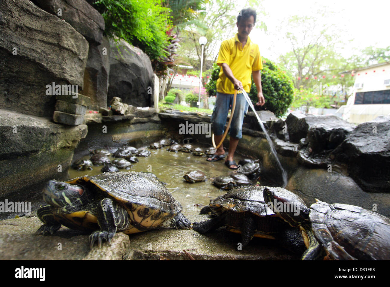 Turtles physical characteristics hi-res stock photography and images ...