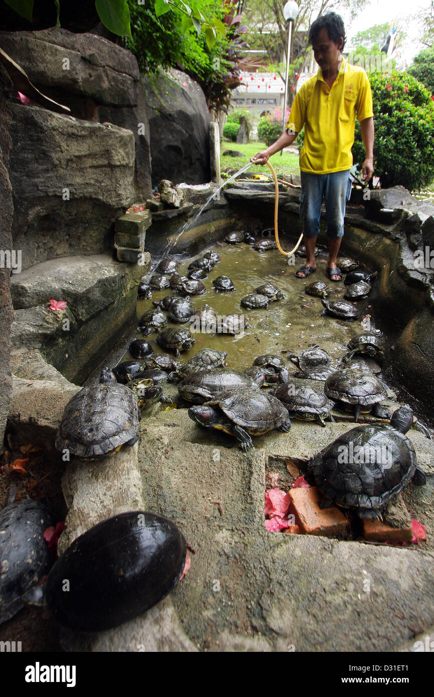 Turtles physical characteristics hi-res stock photography and images ...