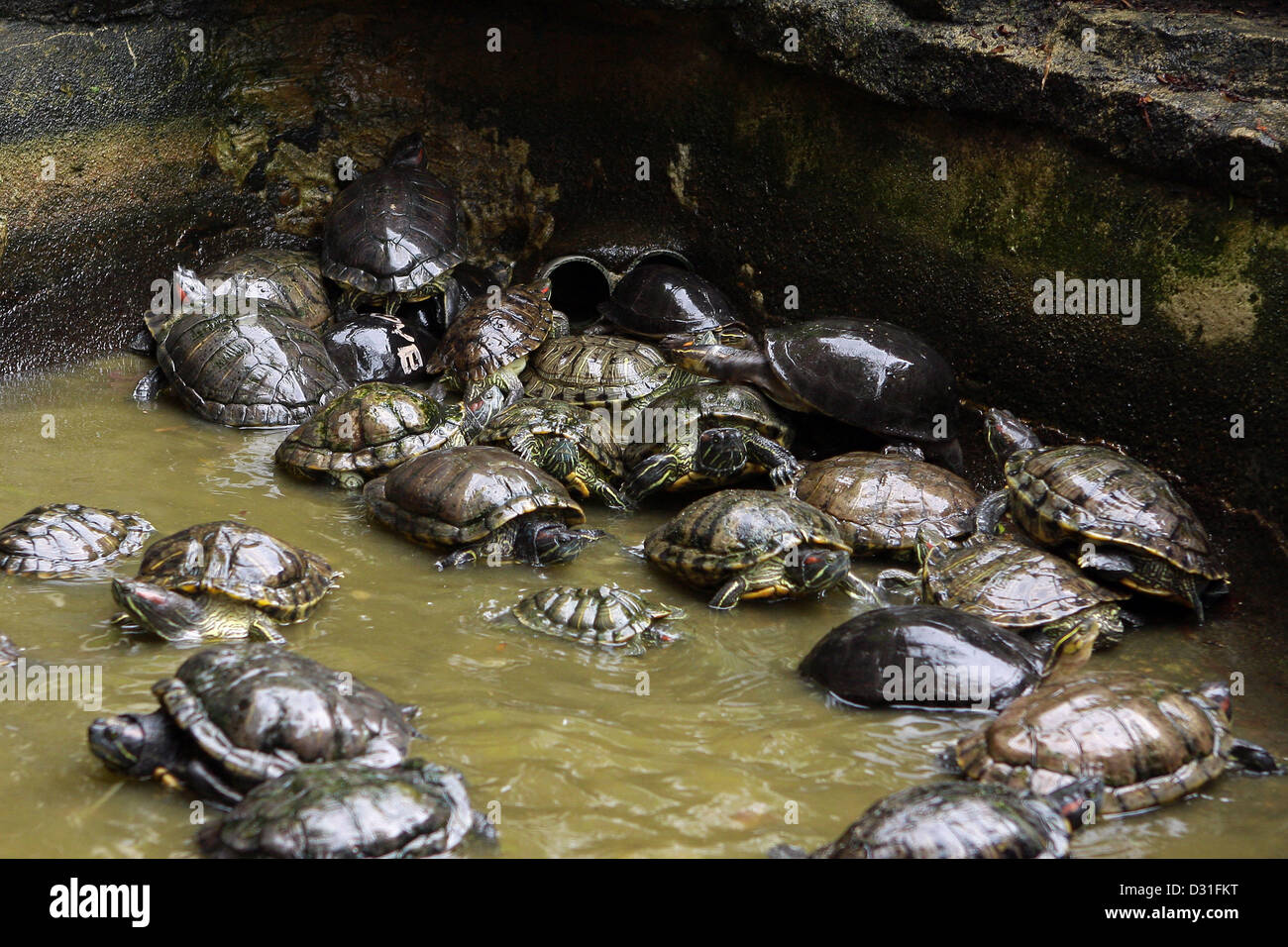 Turtles physical characteristics hi-res stock photography and images ...