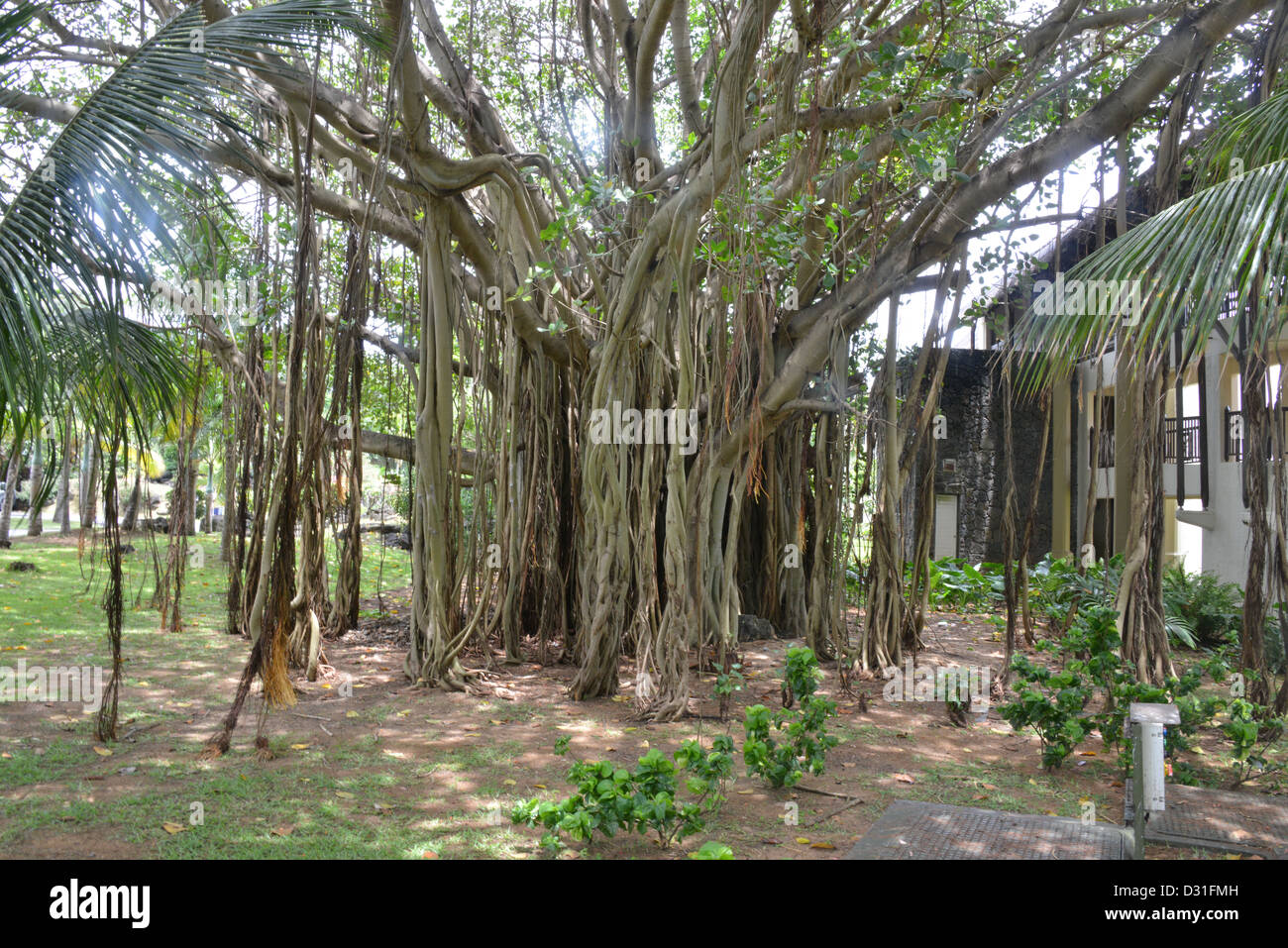 Banyan tree mauritius hi-res stock photography and images - Alamy