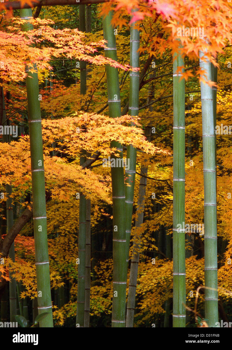 The image of maples and bamboo in autumn captures the beauty of ...