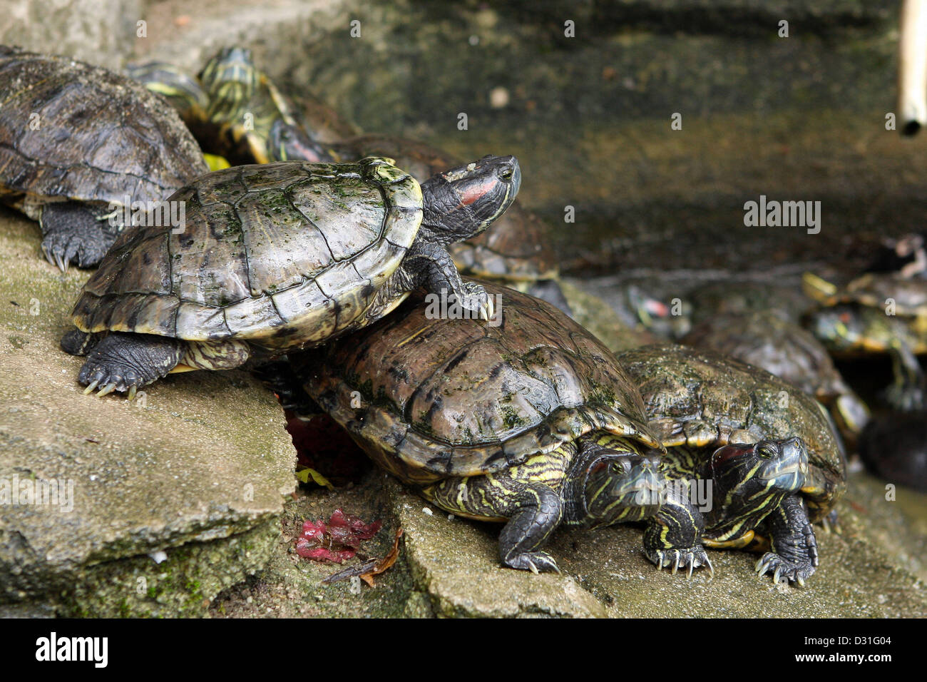 Flattened turtle shell hi-res stock photography and images - Alamy