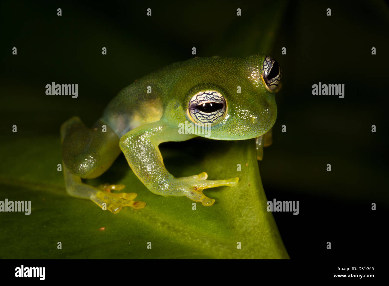 Spiny Cochran Frog, Teratohyla spinosa, in Burbayar Nature Reserve ...