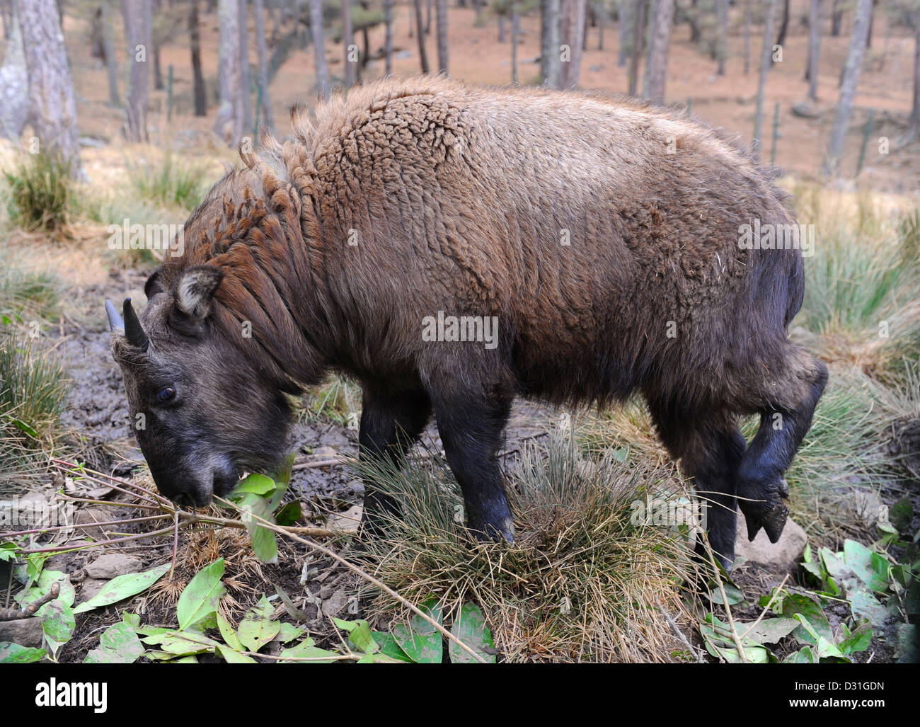 The Takin is an animal unique to Bhutan. Unrelated to any other animal ...