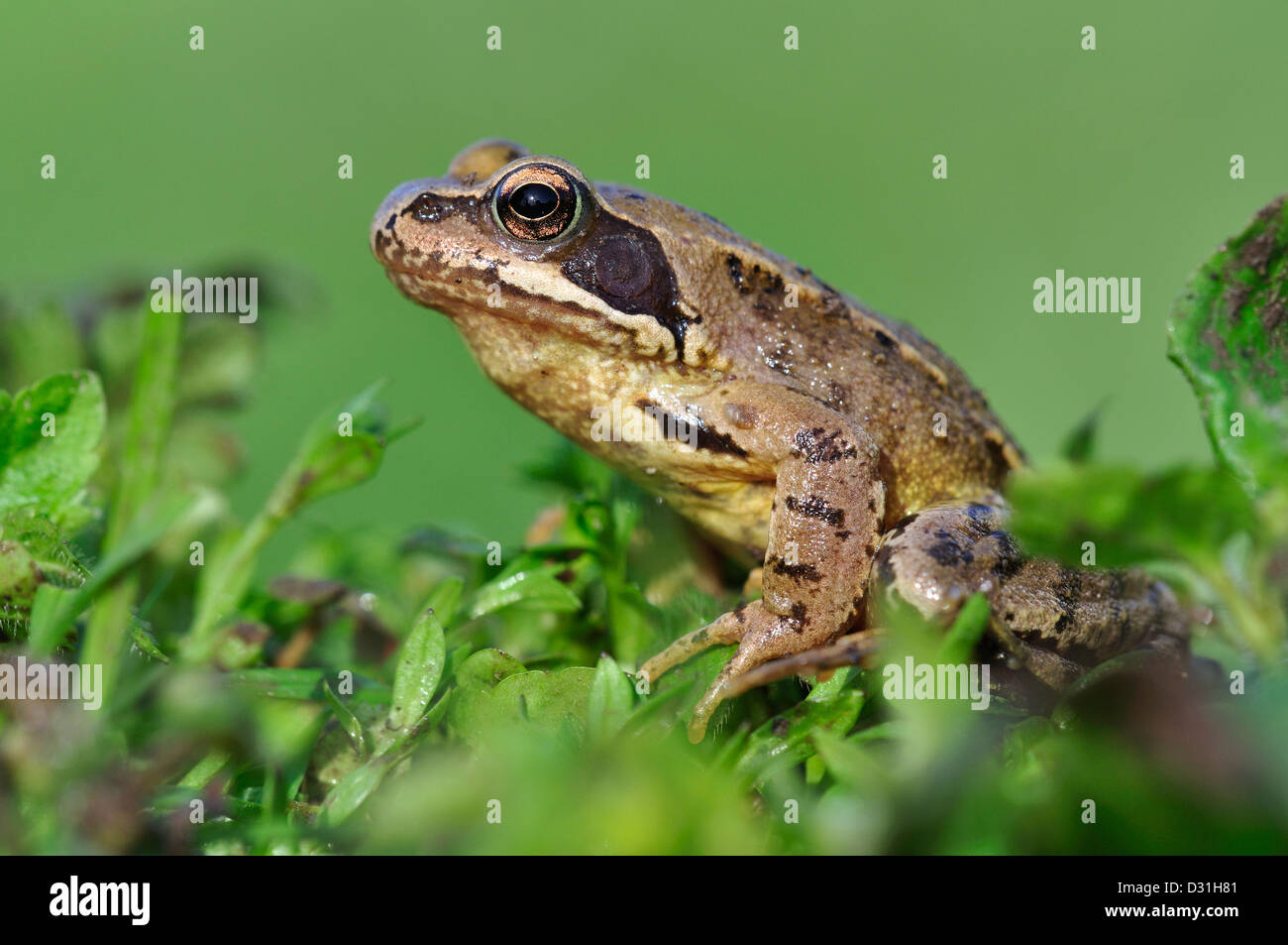 Familiar amphibian common hi-res stock photography and images - Alamy