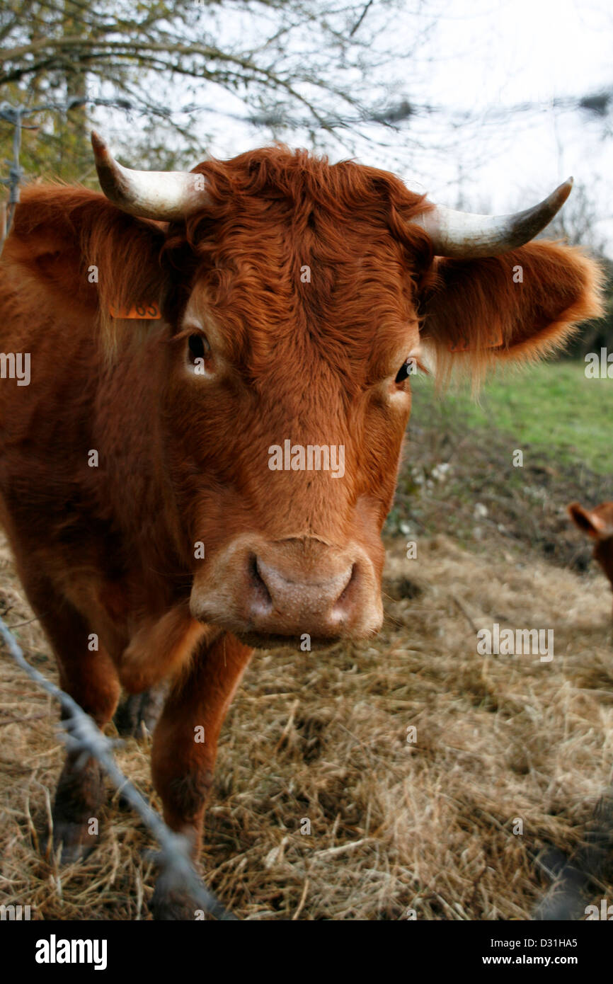 One cow hi-res stock photography and images - Alamy