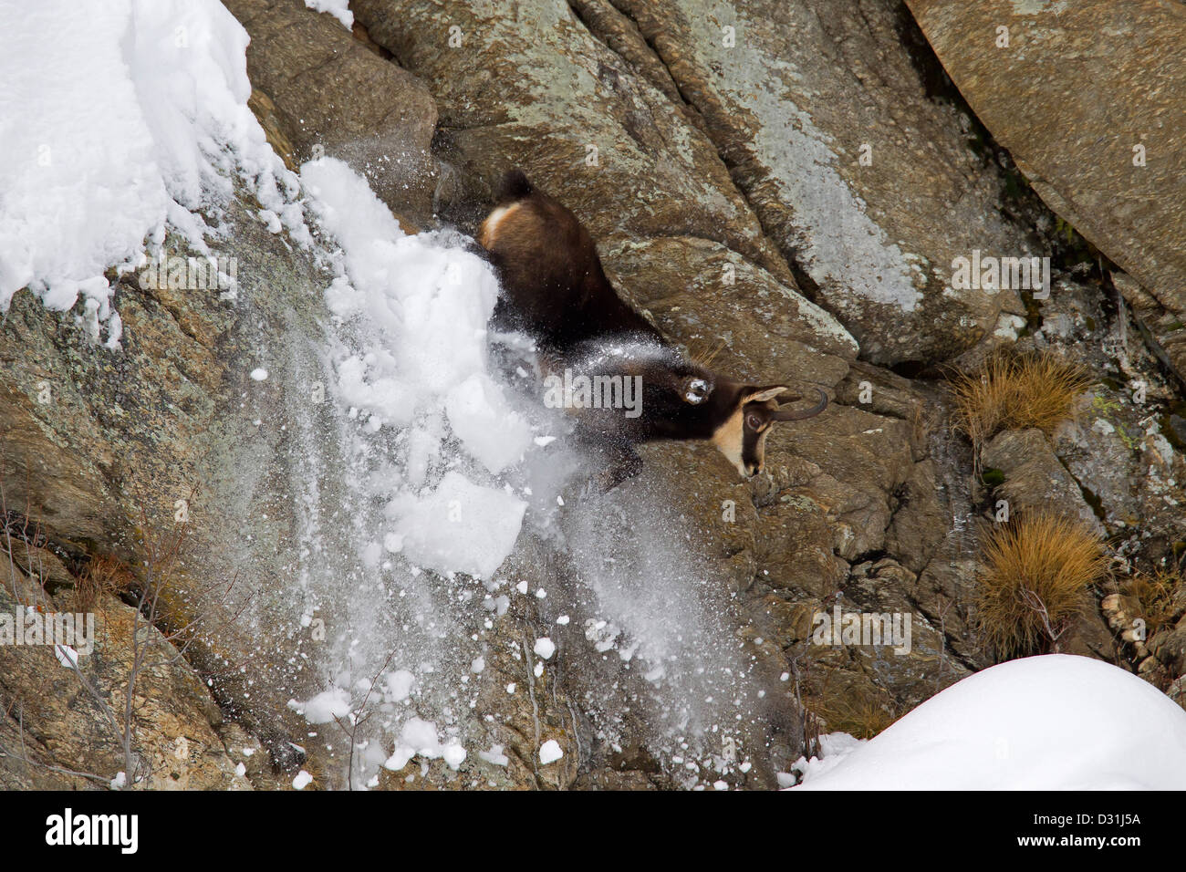 Sheer cliff goat hi-res stock photography and images - Alamy