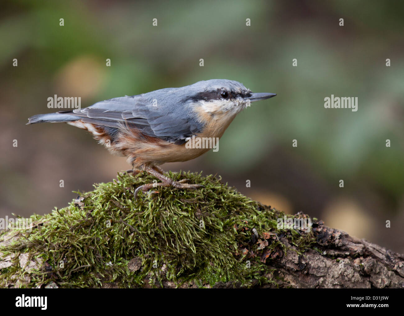The Eurasian Nuthatch (Sitta europaea) Sitting On A Mossy Branch Stock ...