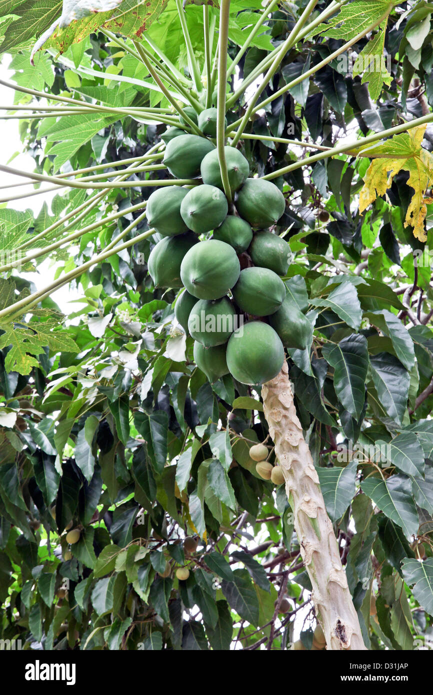 Zanzibar;Africa;fruit;vegetables;herds grown on Organic Farms Stock ...