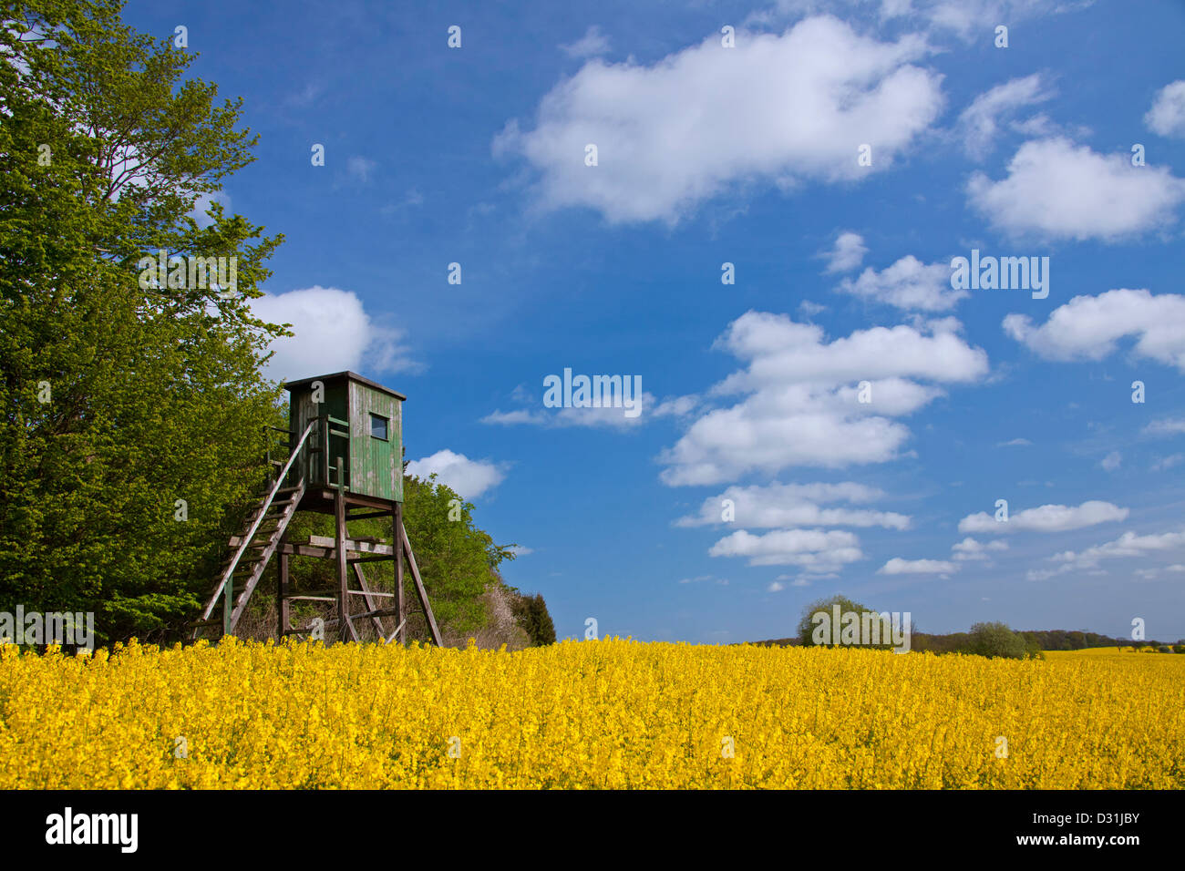 Raised stand for hunting roe deer at forest edge in rape field in ...