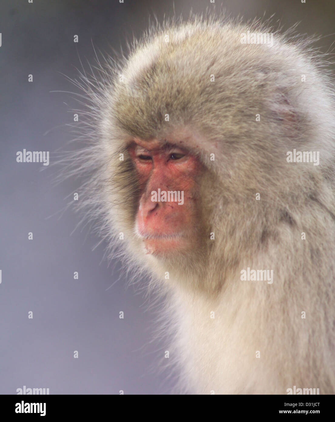 The Japanese macaque, also known as the snow monkey, is found in the ...