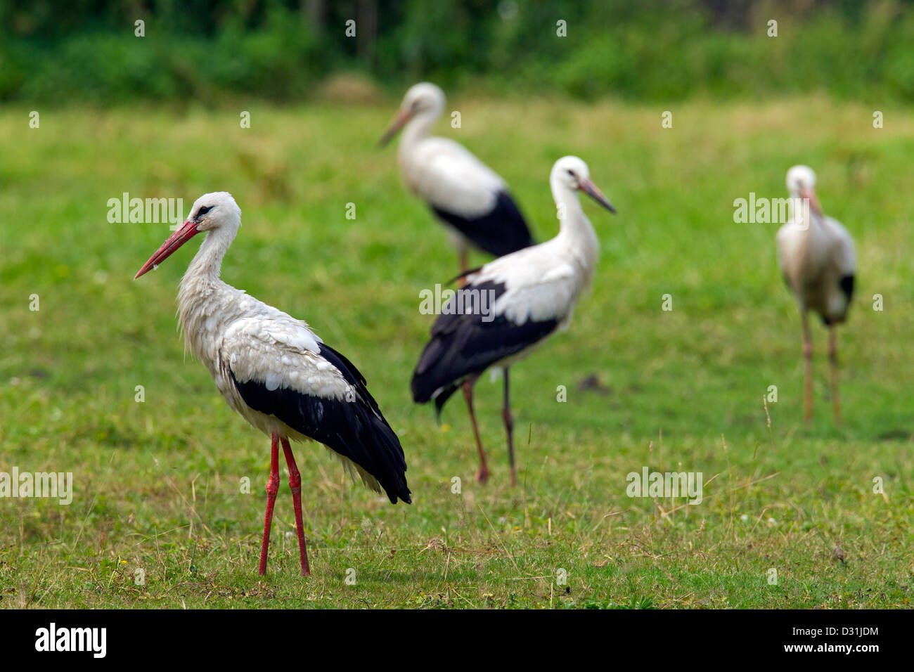 White stork uk hi-res stock photography and images - Alamy