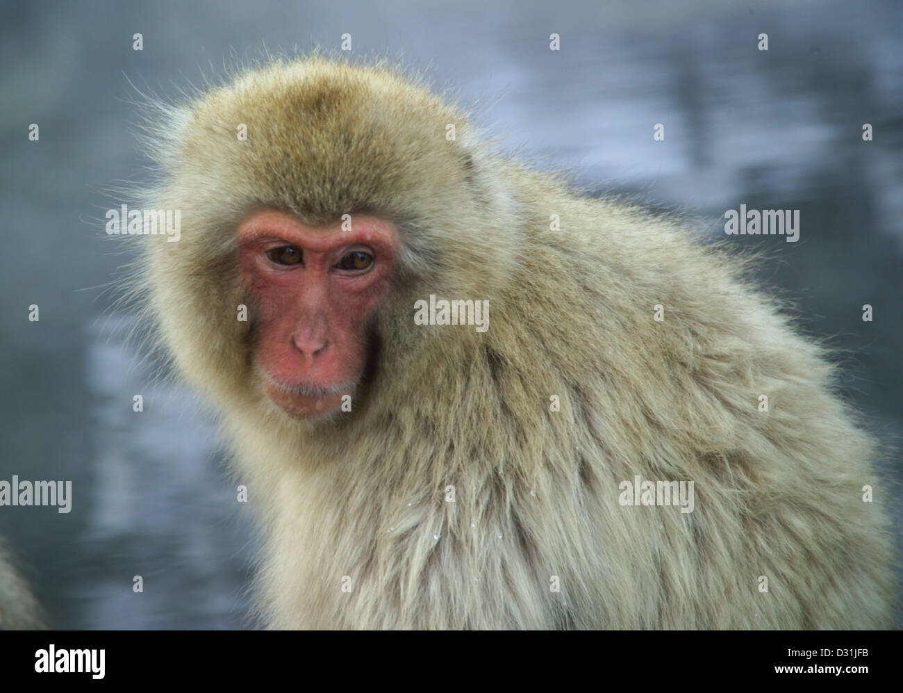 A Japanese macaque (Macaca fuscata) bathing in the natural hot springs ...