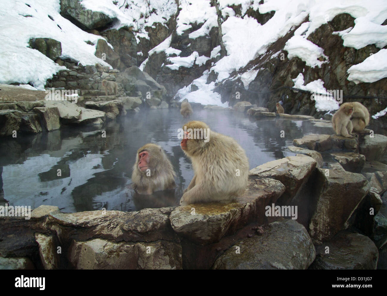 The Japanese macaque, also known as Macaca fuscata, is photographed at ...