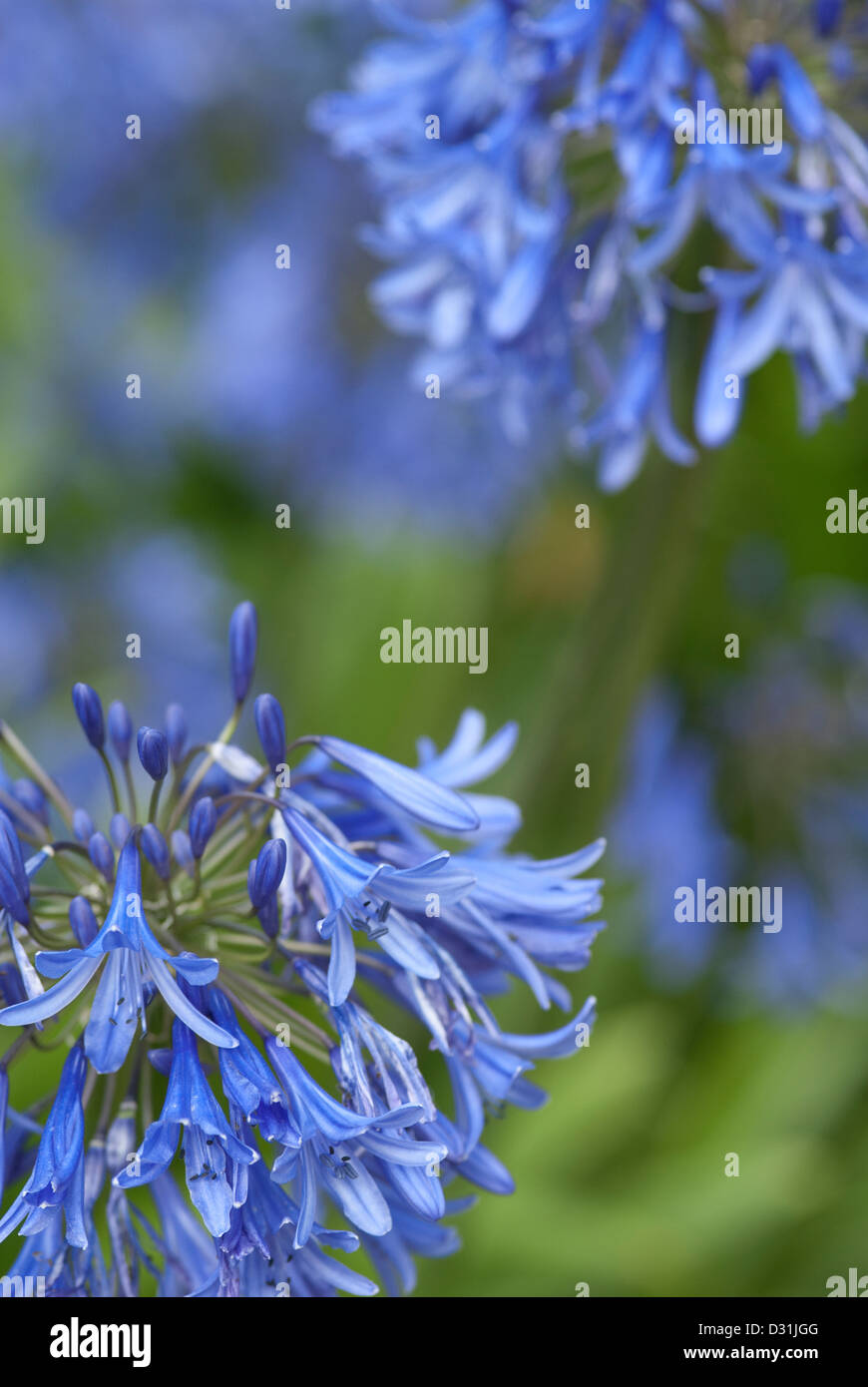 Agapanthus plant pot hi-res stock photography and images - Alamy