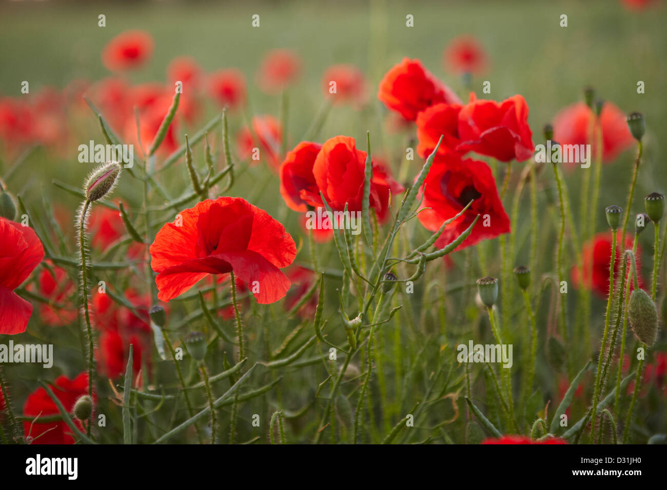 Wild red poppies growing in a Suffolk field Stock Photo - Alamy