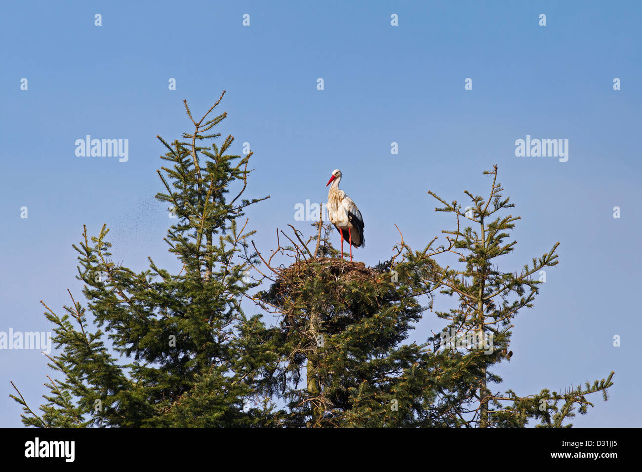Pin Tree And Birds What Bird Is The Partridge In A Pear Tree?
