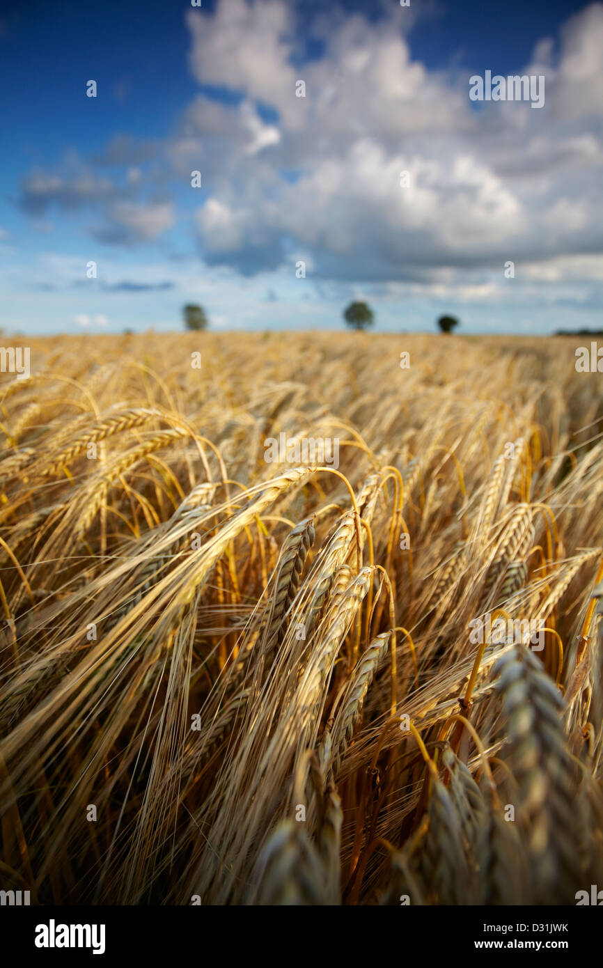 Barley field in summer Stock Photo - Alamy