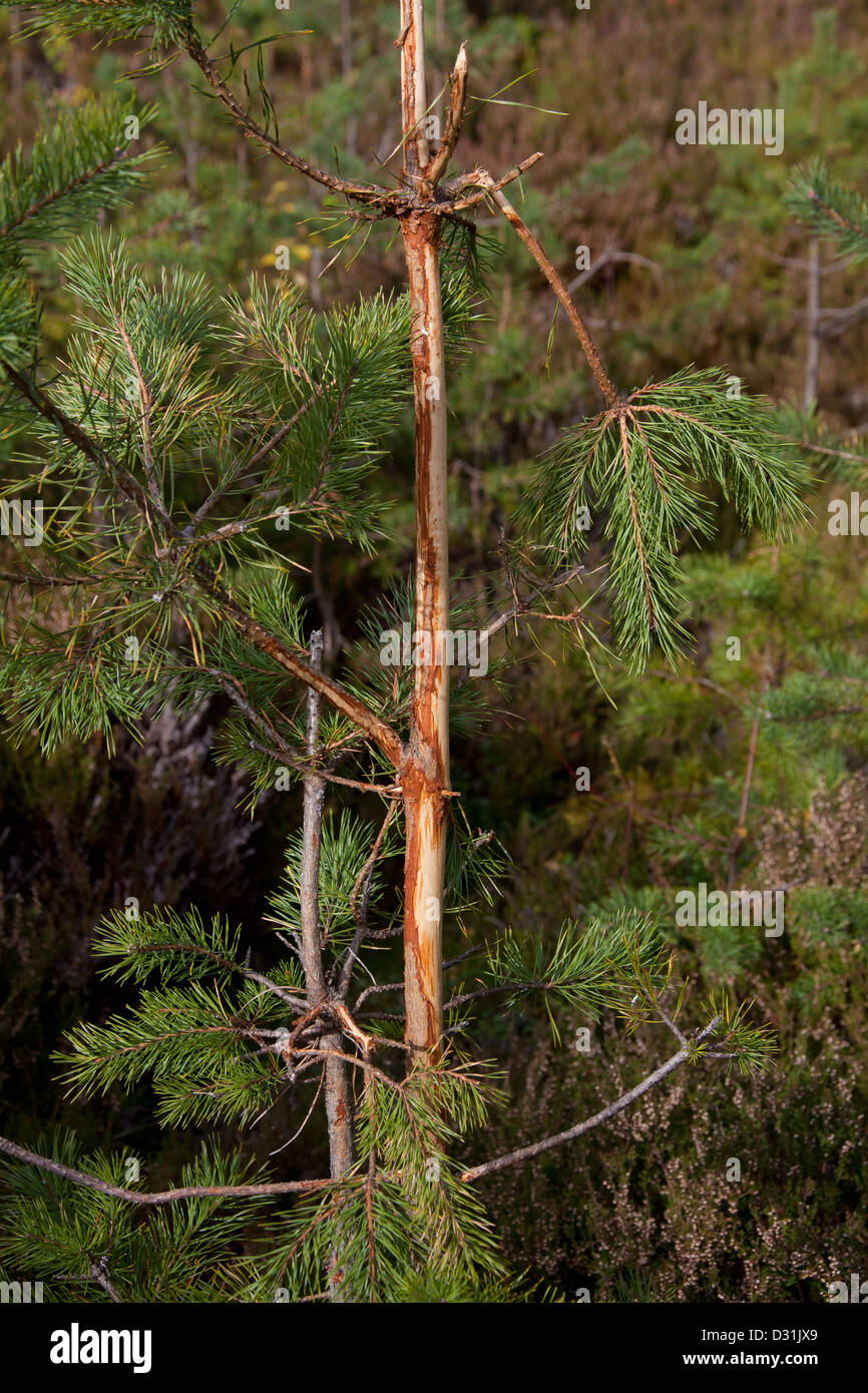 Damaged spruce tree with bark stripped by moose (Alces alces) in ...
