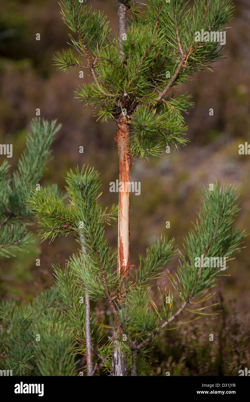 Damaged spruce tree with bark stripped by moose (Alces alces) in ...