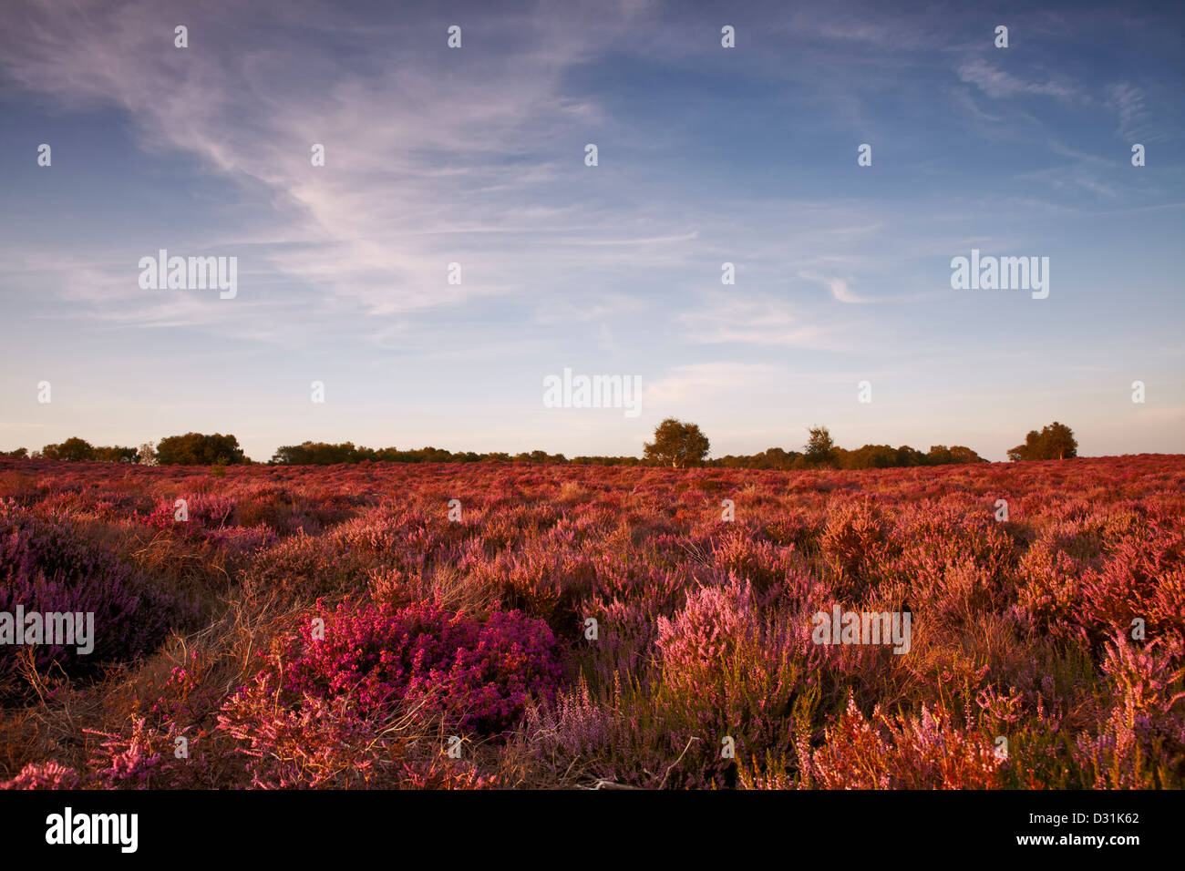Suffolk heath hi-res stock photography and images - Alamy