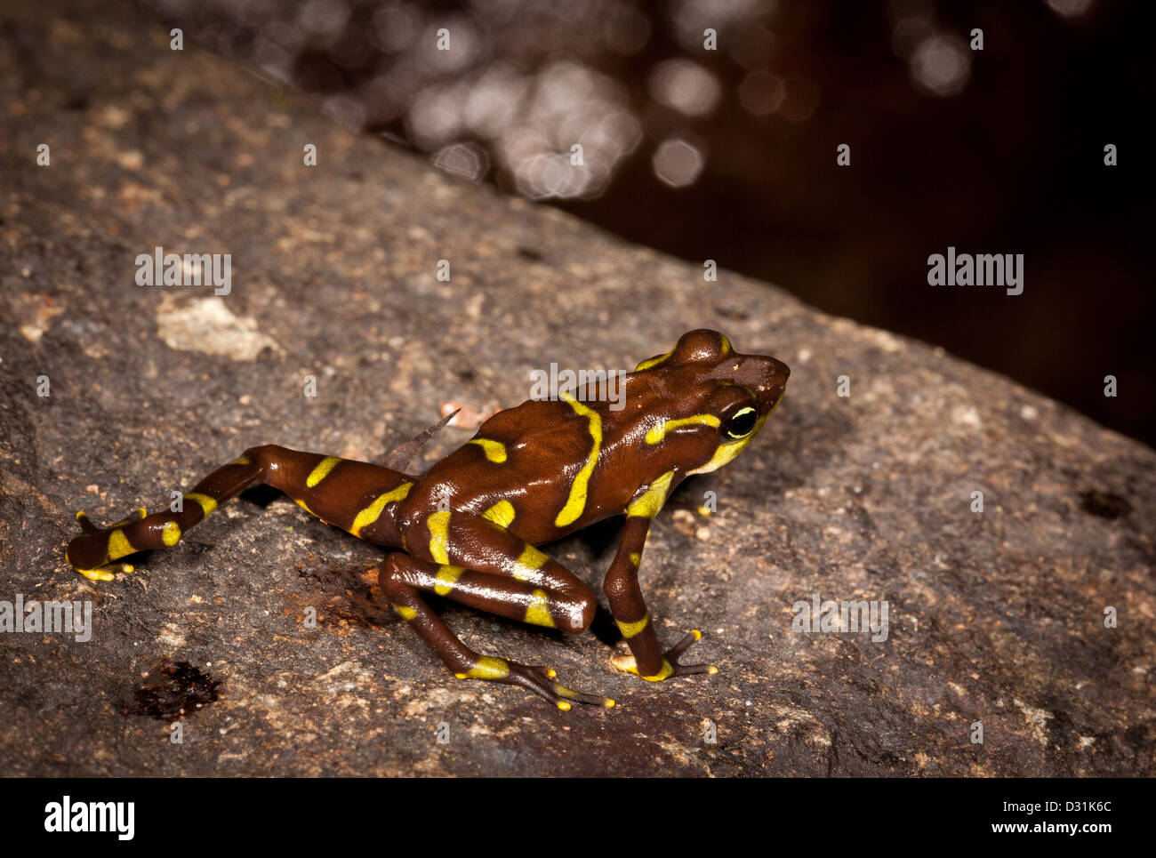 The endangered Harlequin Frog, Atelopus limosus, in Panama province ...