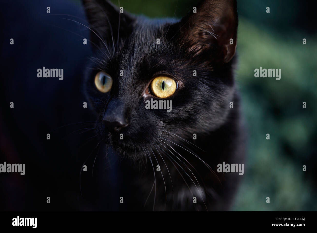 Black Cat portrait Stock Photo - Alamy