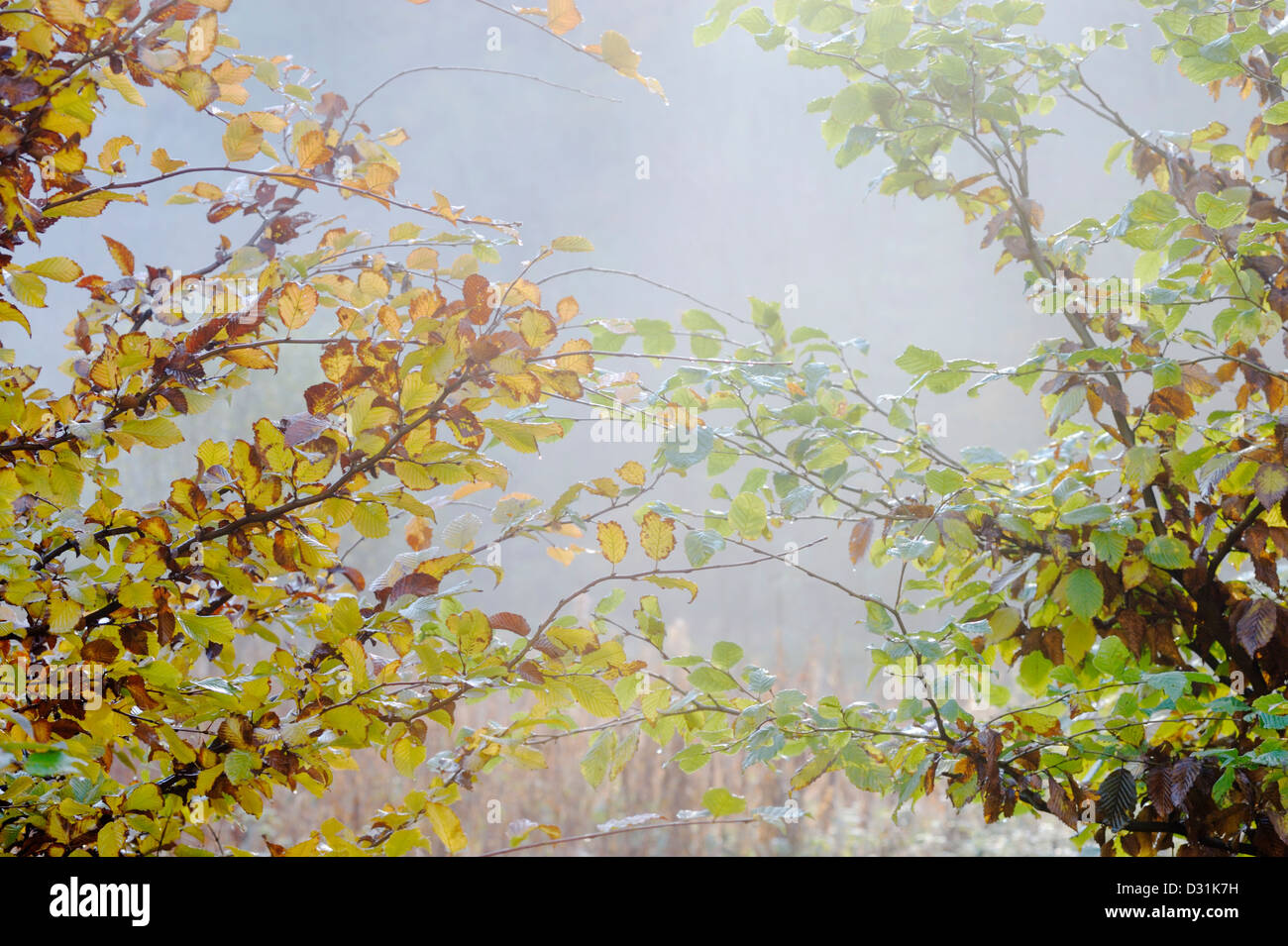 Autumn colours hornbeam carpinus betulus hi-res stock photography and ...