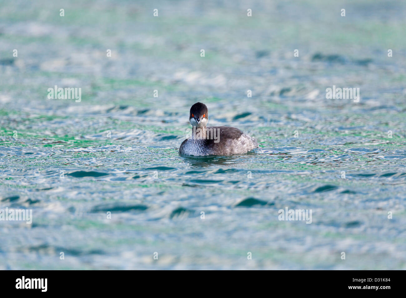 Black necked grebe hi-res stock photography and images - Alamy