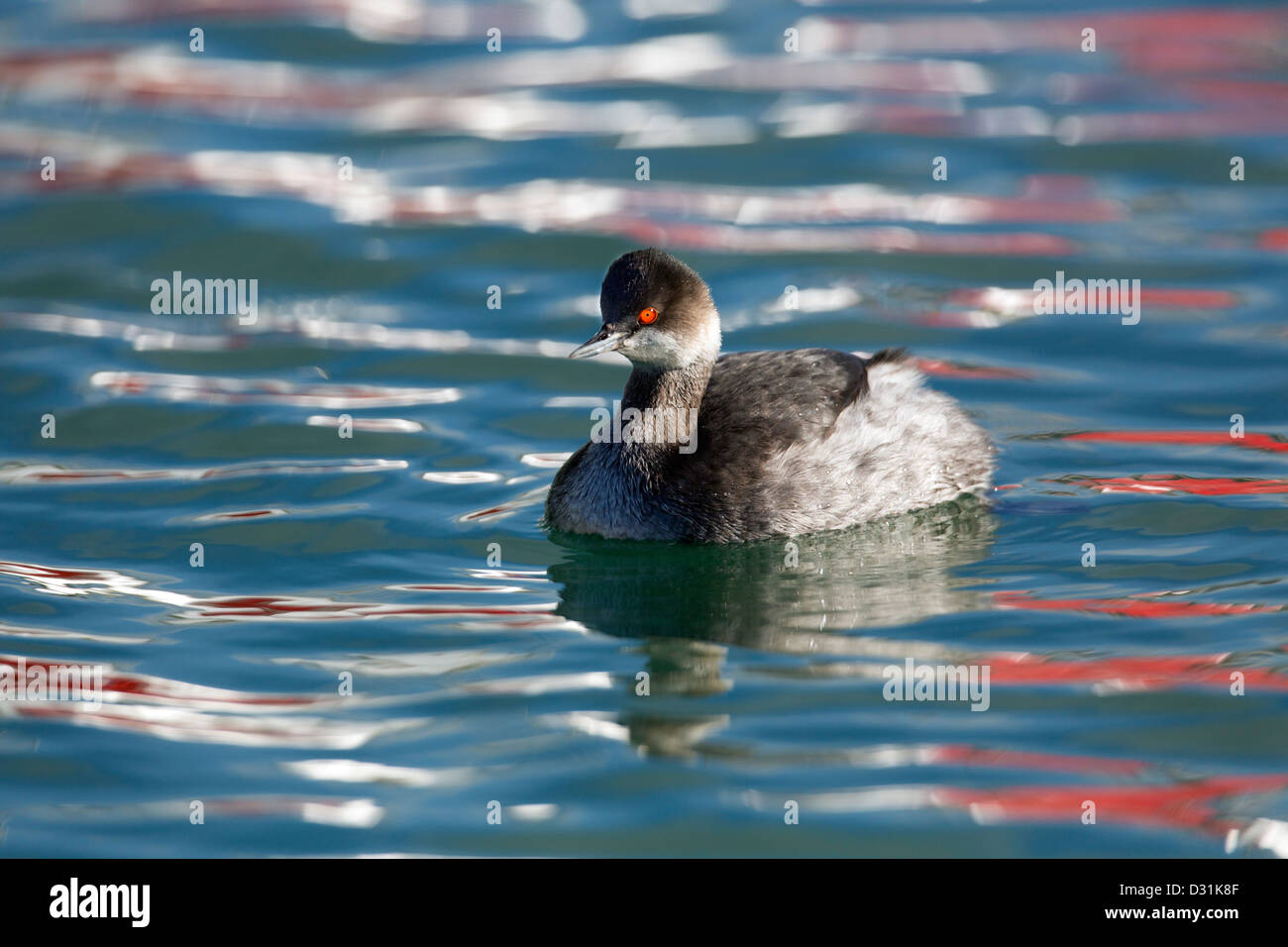 Black Necked Grebe; Podiceps nigricollis; Cornwall; UK; Water Colour ...