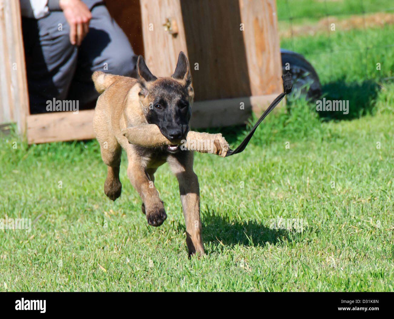 Malinois puppy training hi-res stock photography and images - Alamy