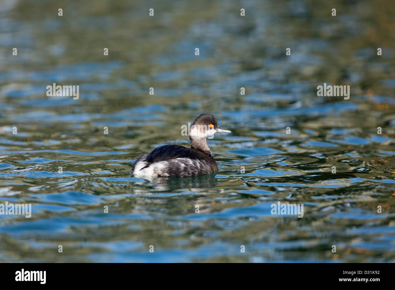 Black necked grebe hi-res stock photography and images - Alamy