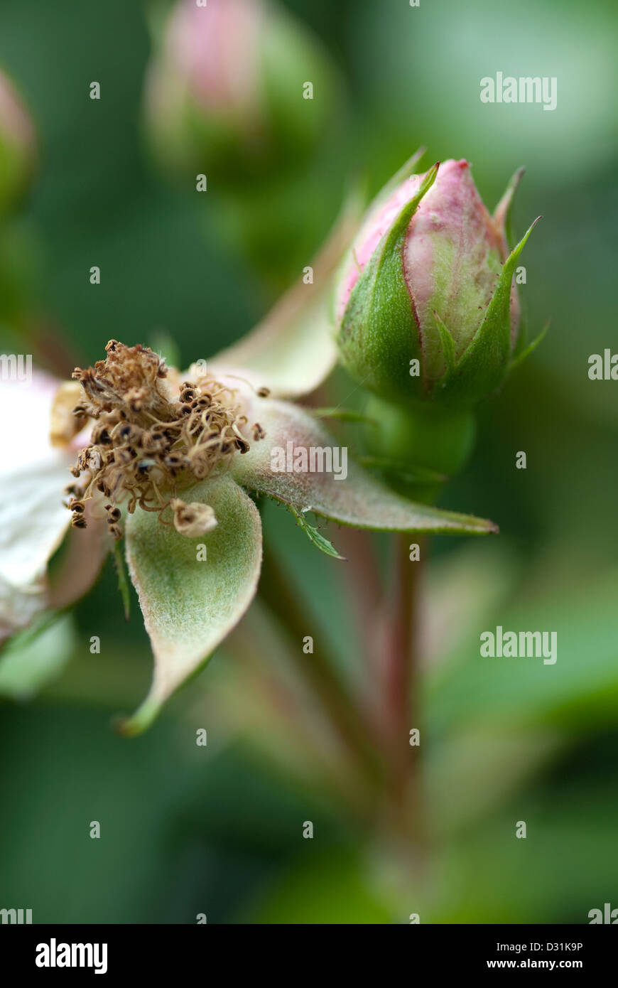 Image of a rose hi-res stock photography and images - Alamy