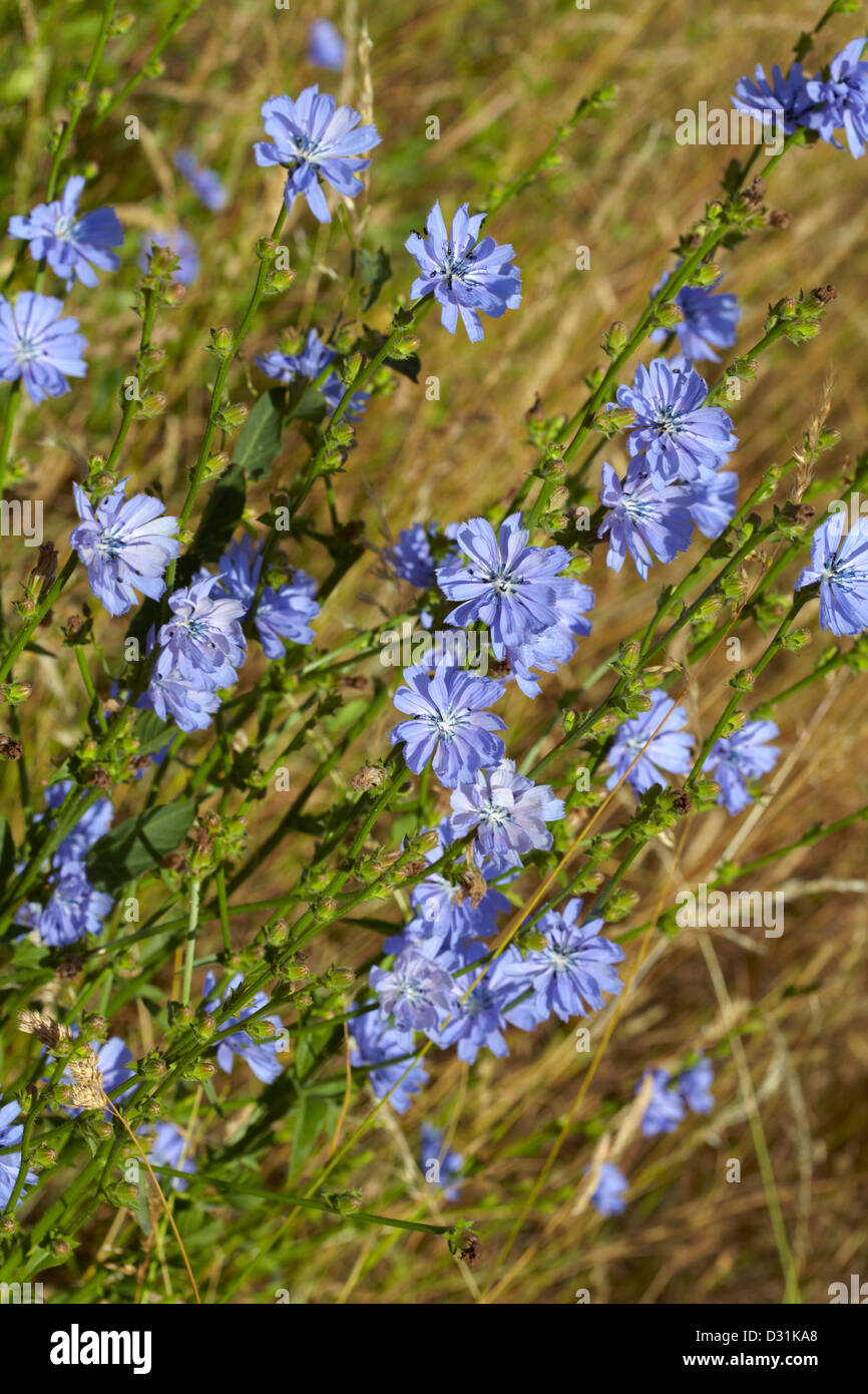 Chicory uk hi-res stock photography and images - Alamy