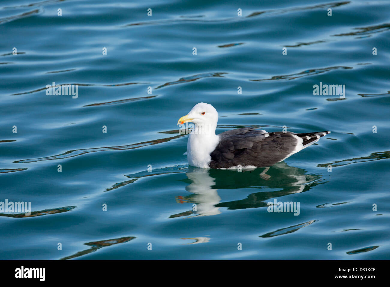 Larus marinus cornwall hi-res stock photography and images - Alamy