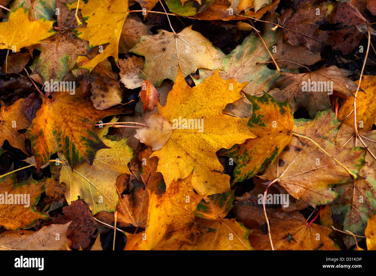 Fallen Maple leaves in autumn Stock Photo - Alamy