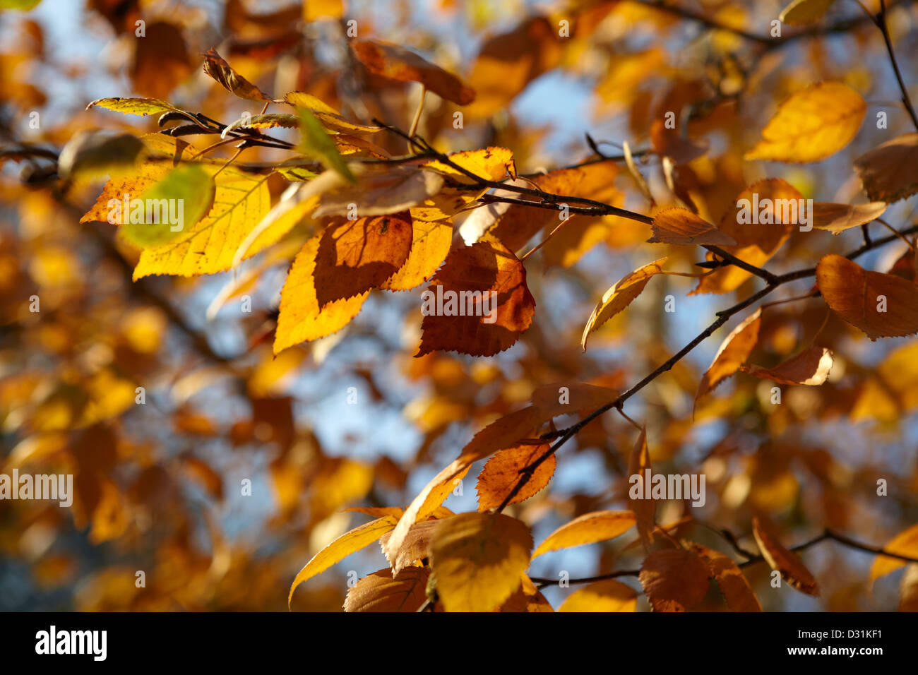 "Betula utilis" Himalayan Birch in autumn Stock Photo - Alamy