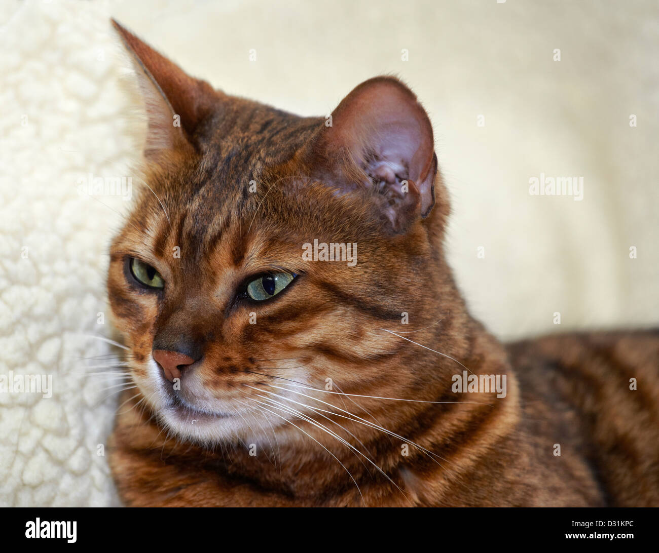 Female Bengal Cat Stock Photo - Alamy